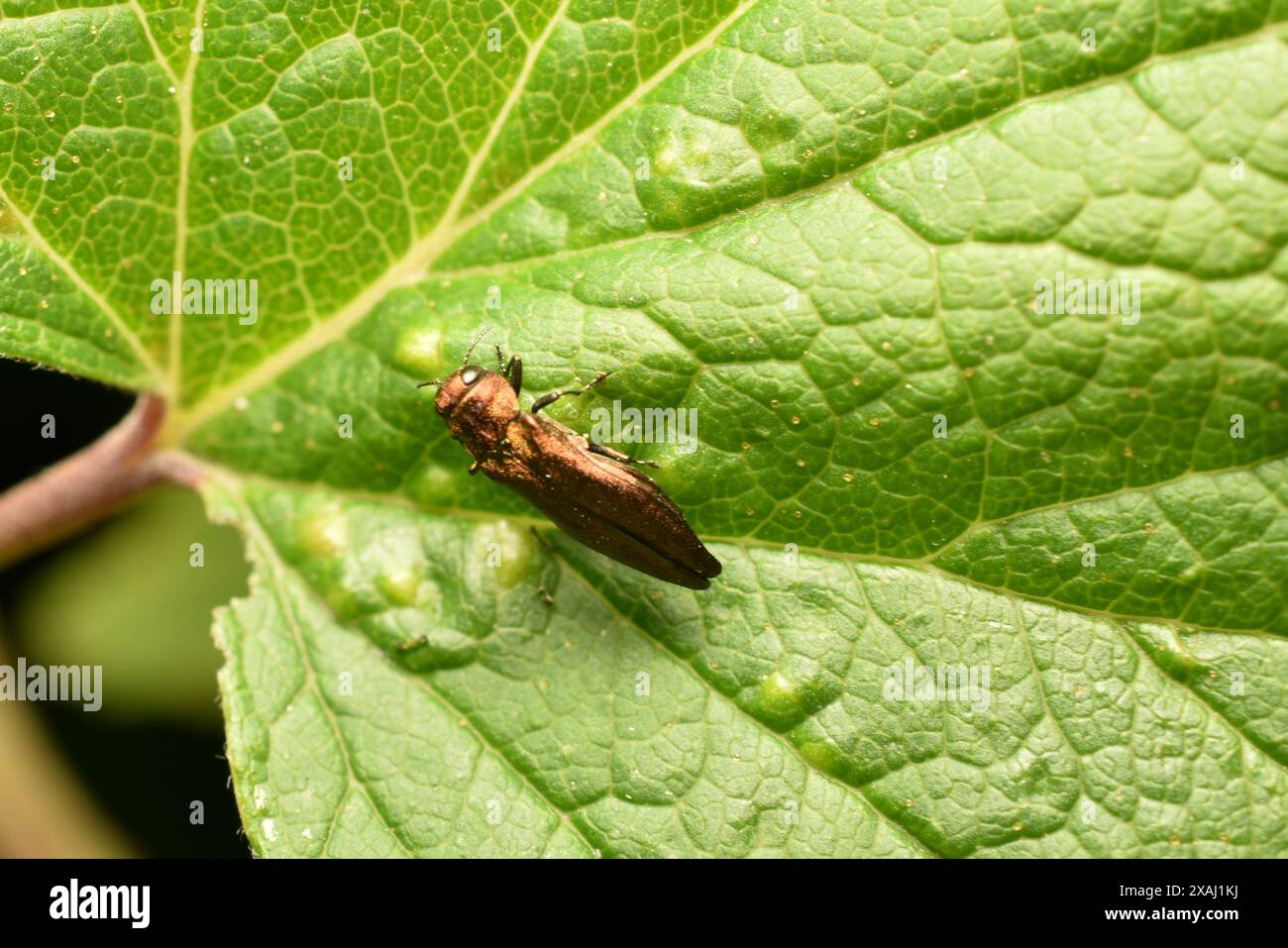Underground farm japan hi-res stock photography and images - Alamy