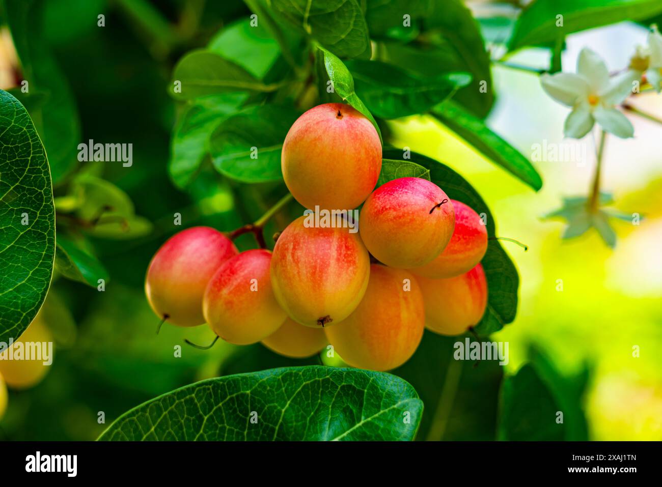 Bunch of Carissa carandas fruit with green leaves and white blooming ...
