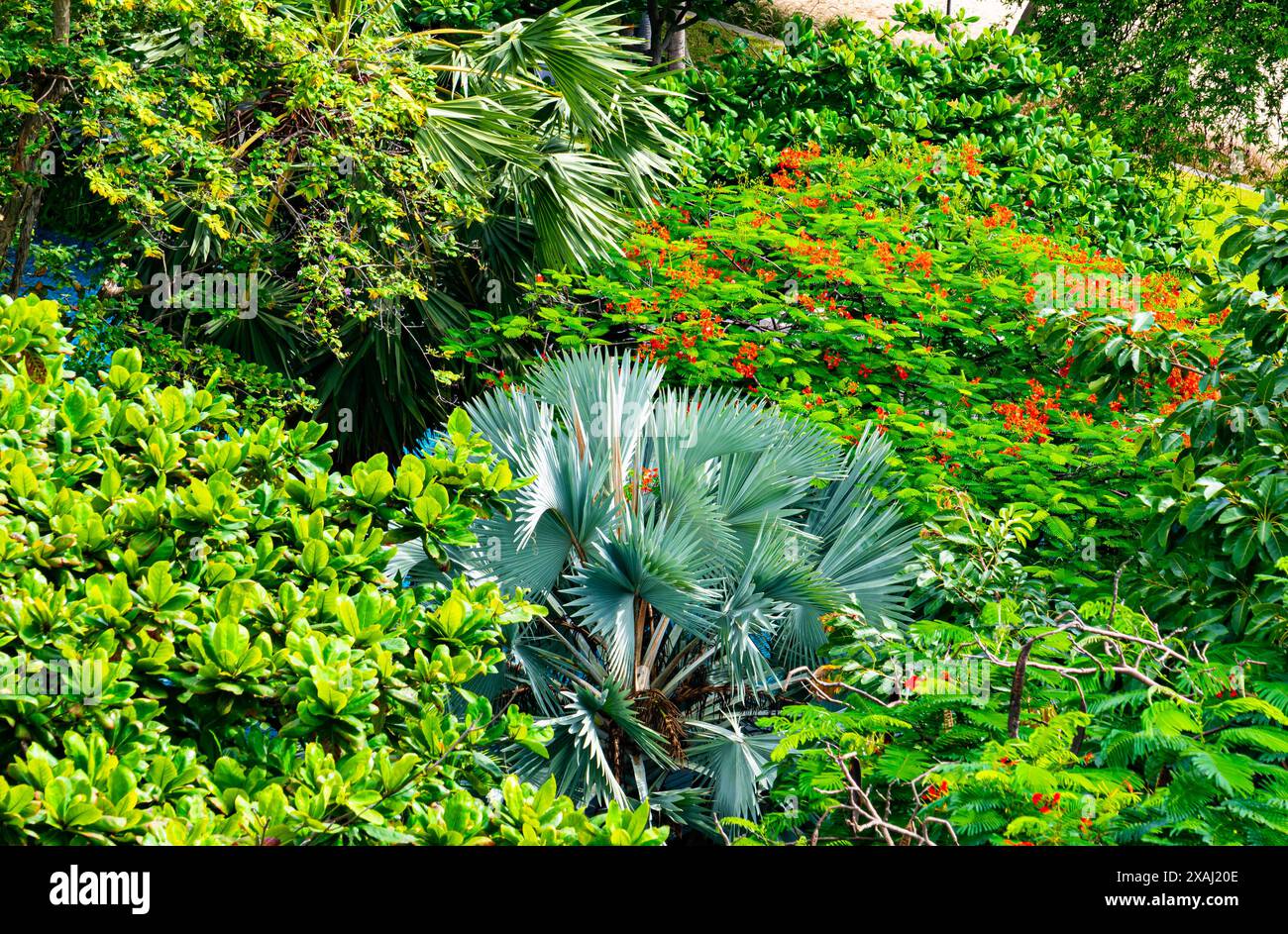 Blooming flambuoyant tree with green tropical palm tree and lush ...