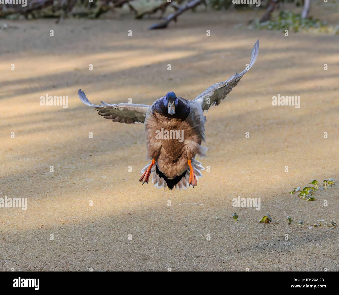 It is still advancing toward Joe CALIFORNIA HILARIOUS images of a ...