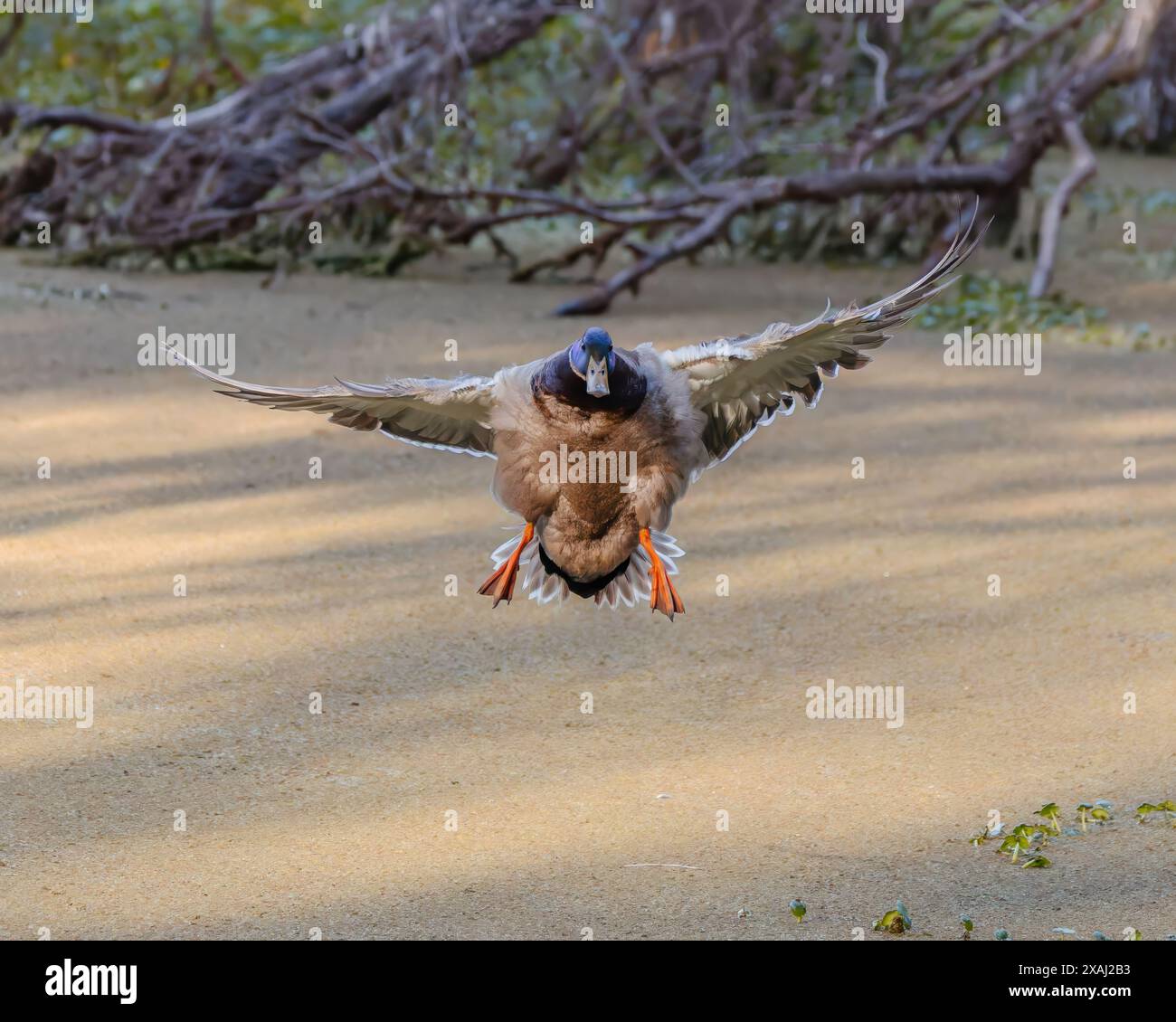 Joe was shocked by the bird's sudden approach. CALIFORNIA HILARIOUS ...
