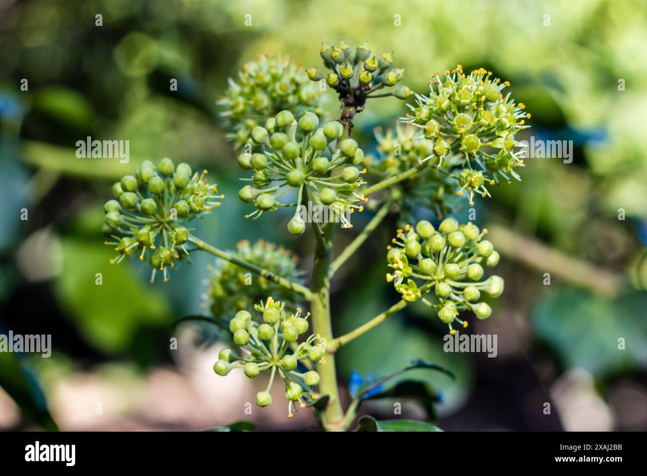 Closed in the leaf hi-res stock photography and images - Alamy