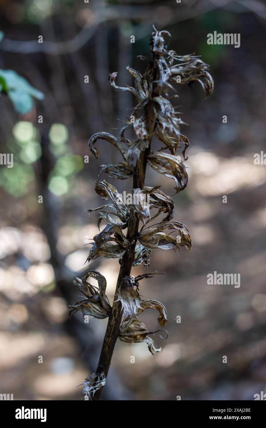 Buskett hi-res stock photography and images - Alamy