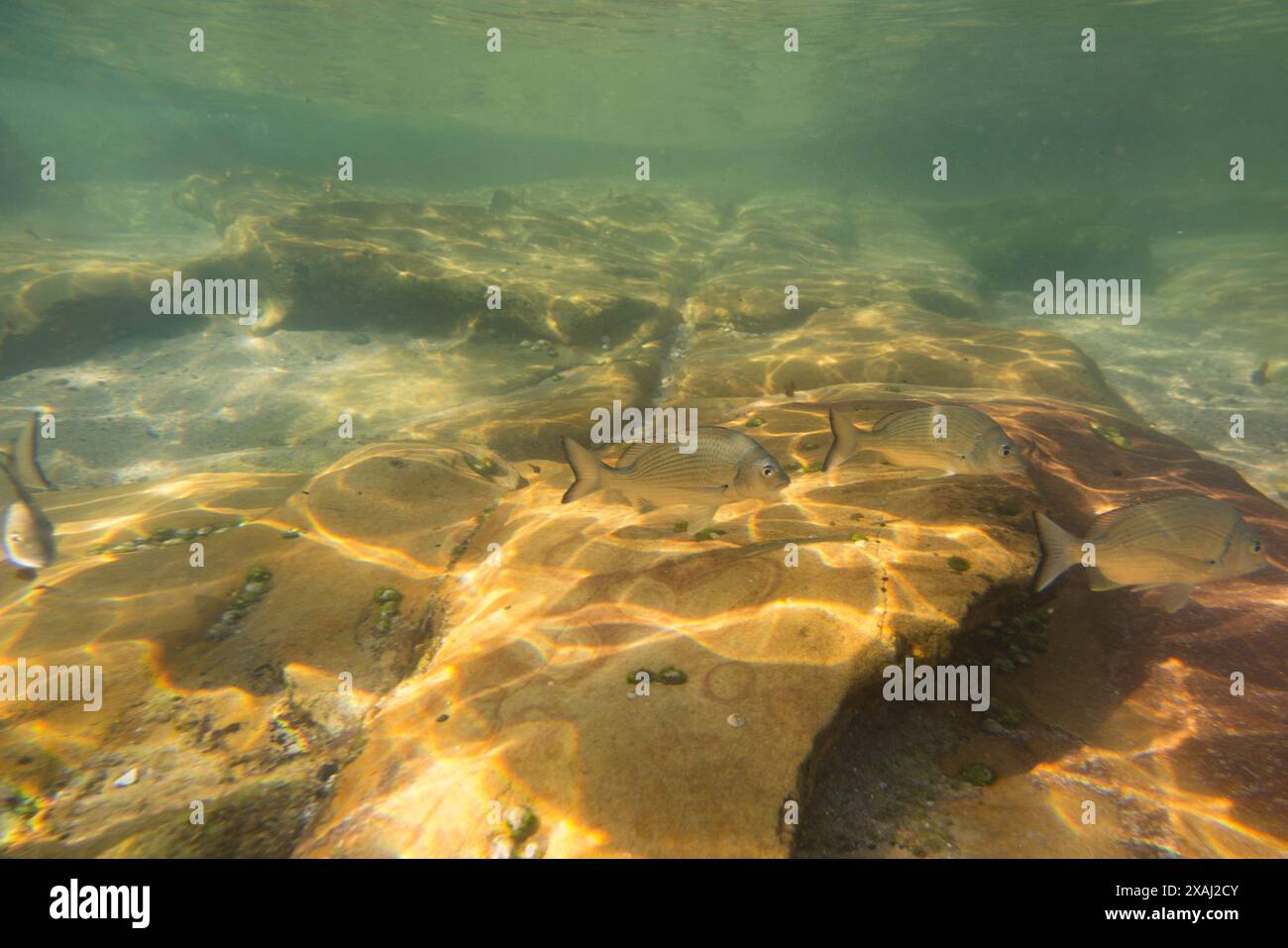 Mirror carp underwater hi-res stock photography and images - Alamy