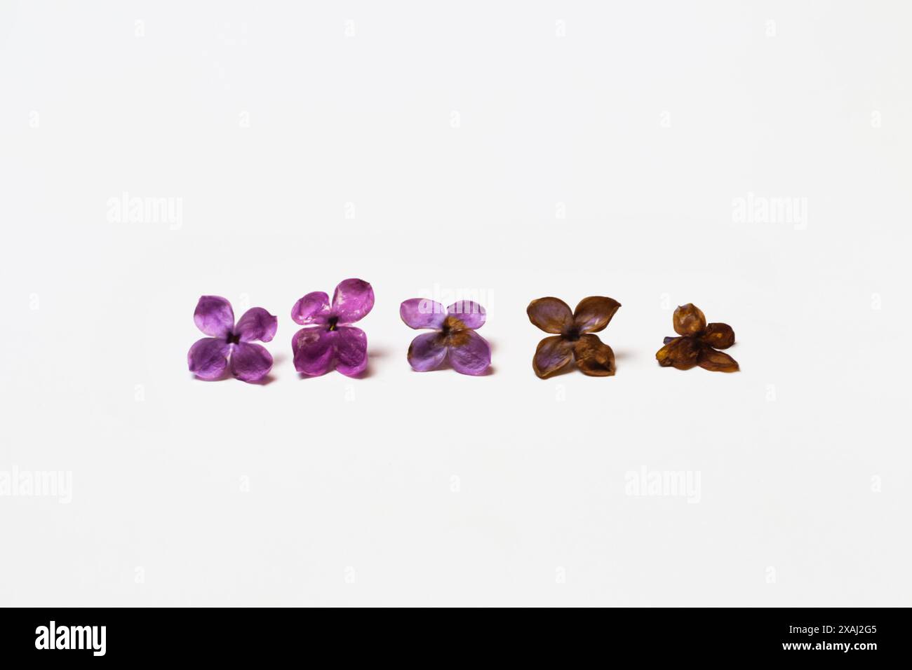 Human life cycles by fresh and died flowers. Fresh flower lilac petals ...