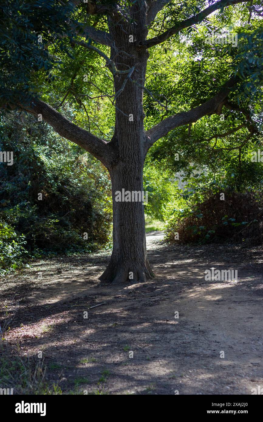 tree in Buskett woodland Stock Photo - Alamy