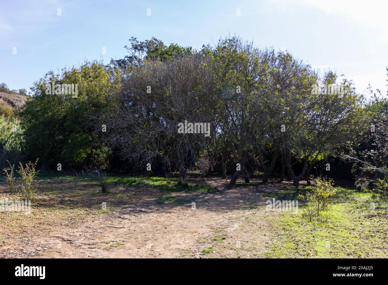 trees in Buskett woodlands Stock Photo - Alamy