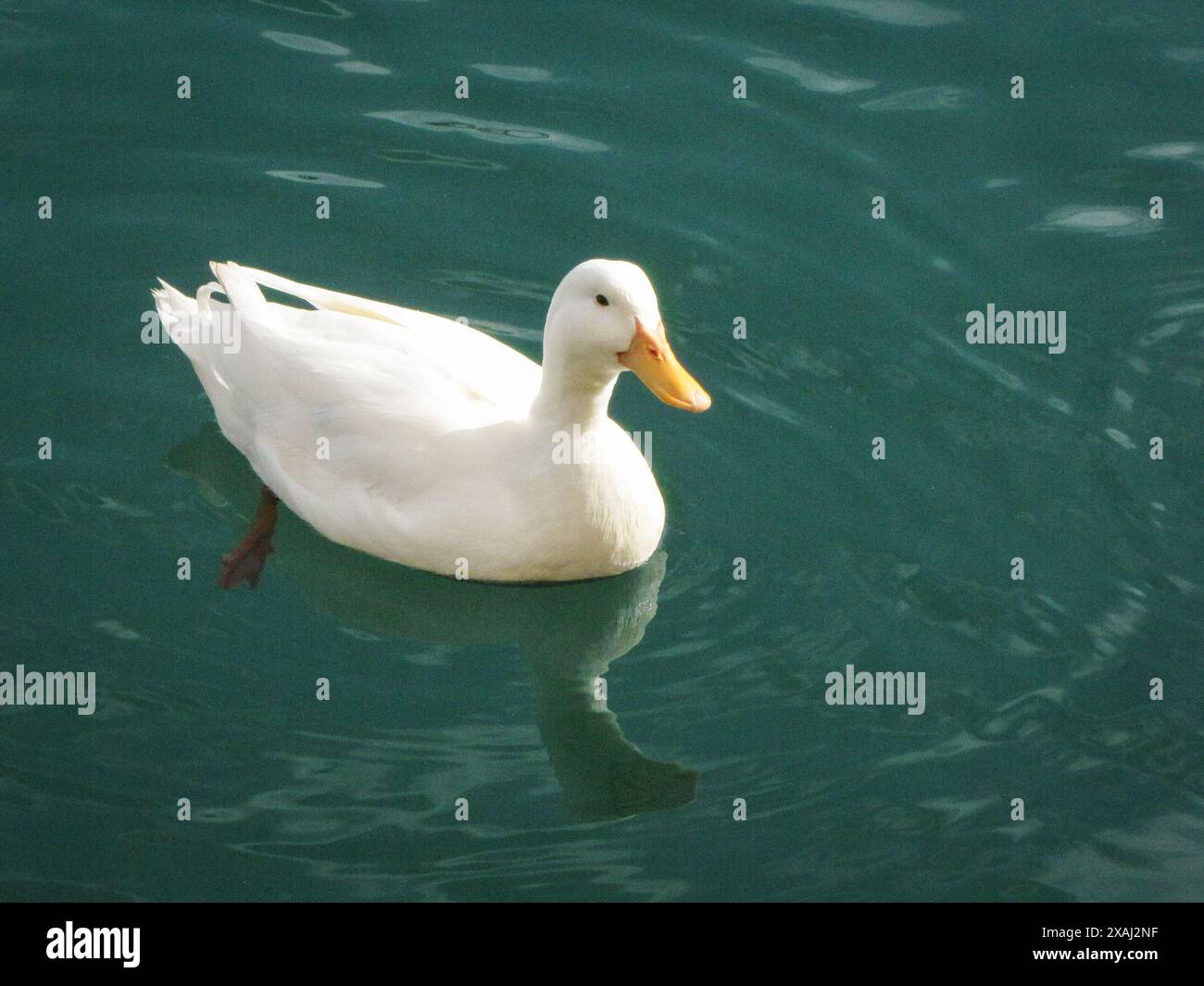 White duck hi-res stock photography and images - Alamy