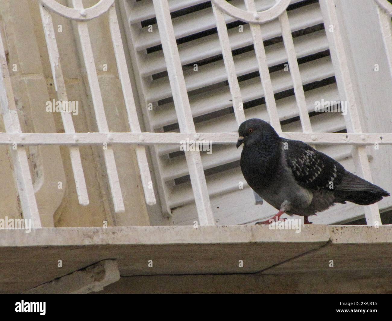 pigeon on a railing Stock Photo - Alamy