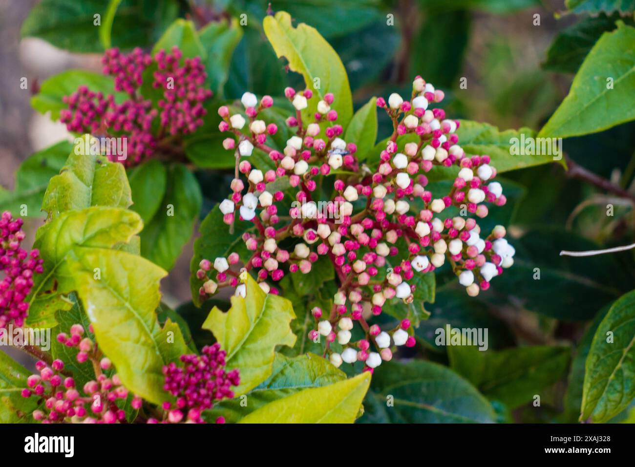 multi colored flower in the garden Stock Photo - Alamy
