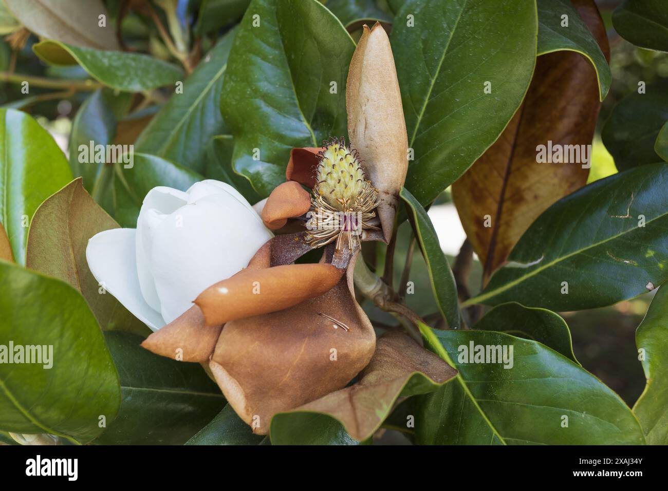 close-up photography of a magnolia tree brunch with flowers and fruits ...