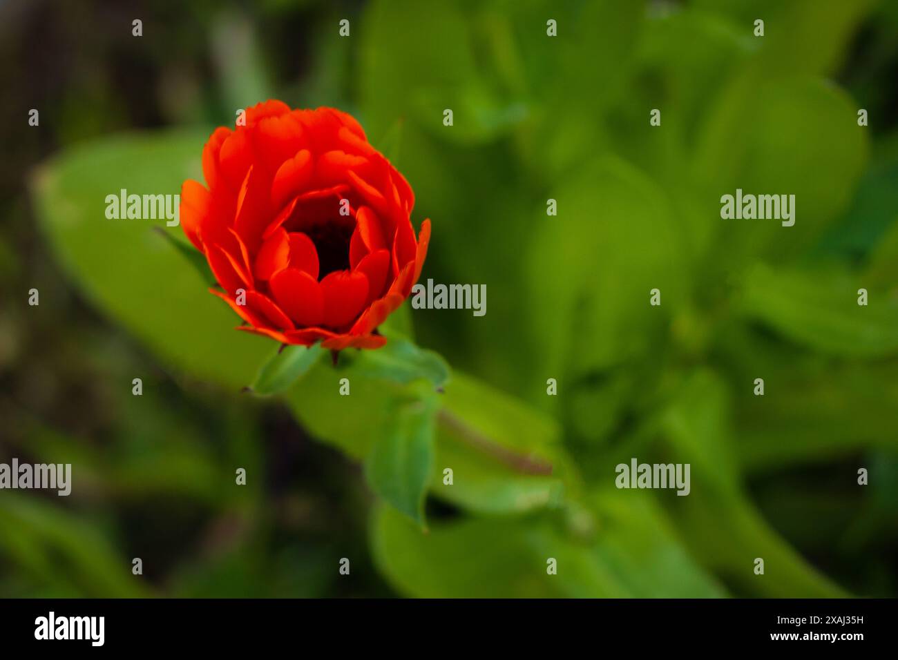 Red Flower head Stock Photo - Alamy