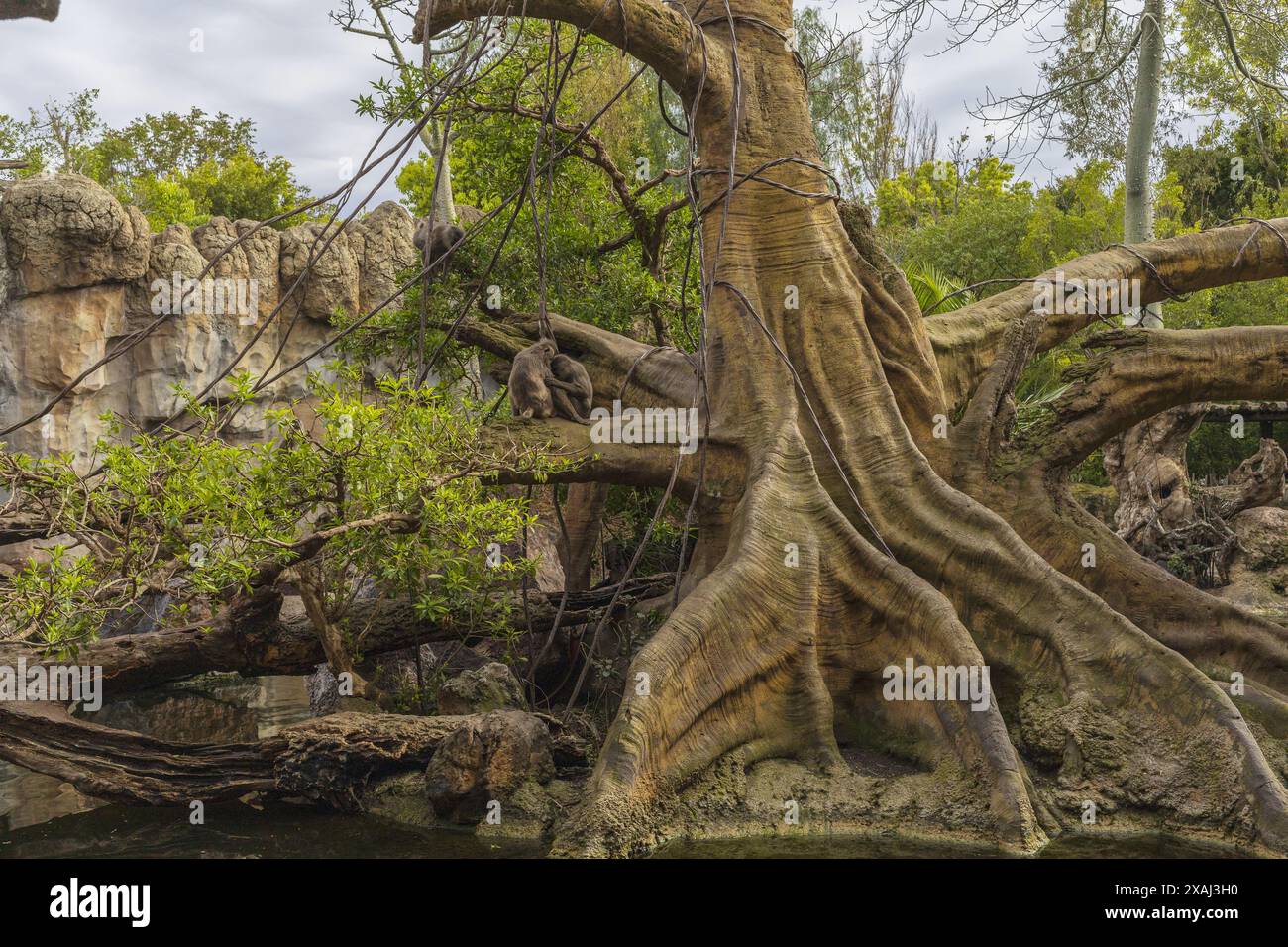 photo of a group of monkeys in a natural landscape of the zoo park ...