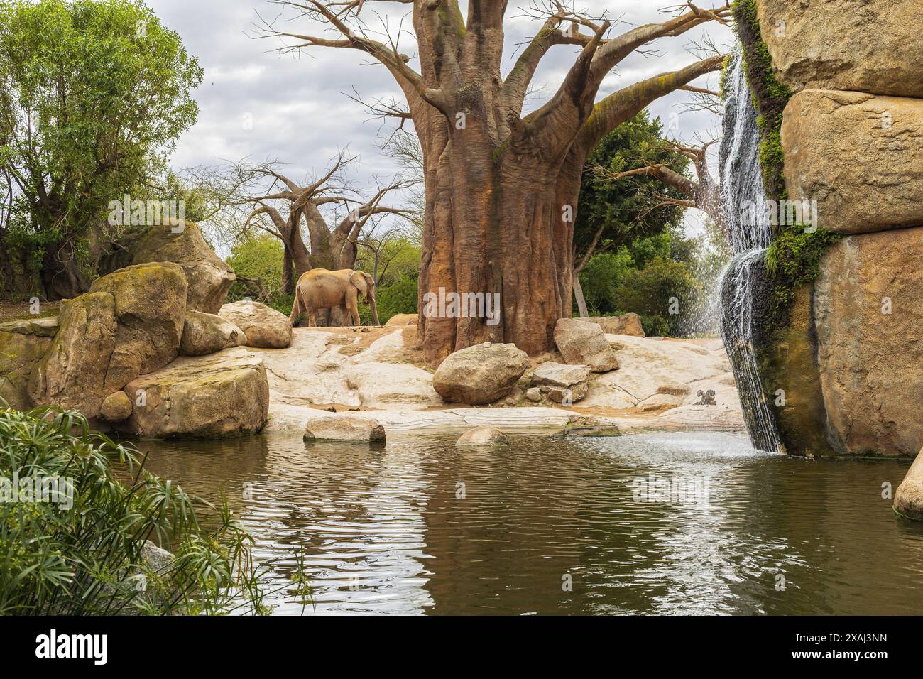 photo of a group of elephants near a huge baobab tree in a natural ...