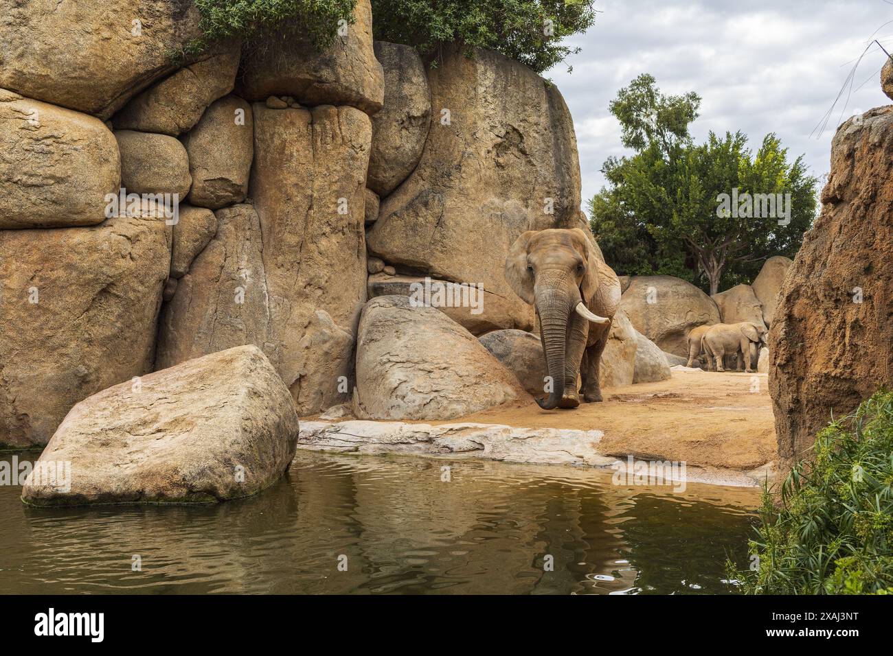 photo of a group of elephants in a natural landscape of the zoo park ...