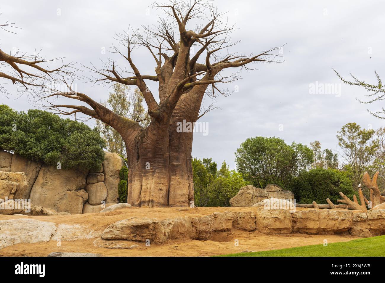 photo of a huge baobab tree in a natural landscape of the zoo park ...