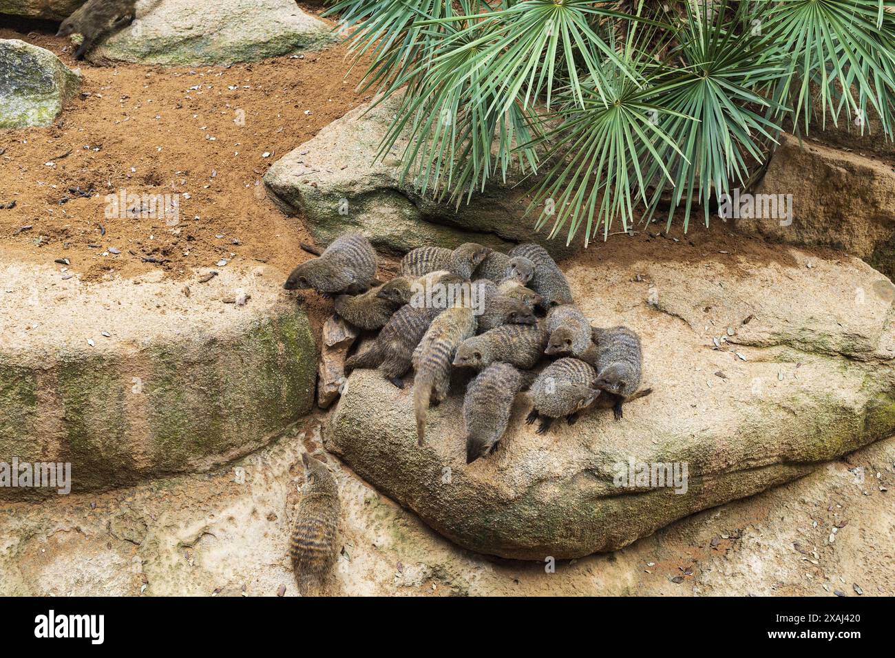 photo of a group of Mongooses in a natural landscape of the zoo park ...