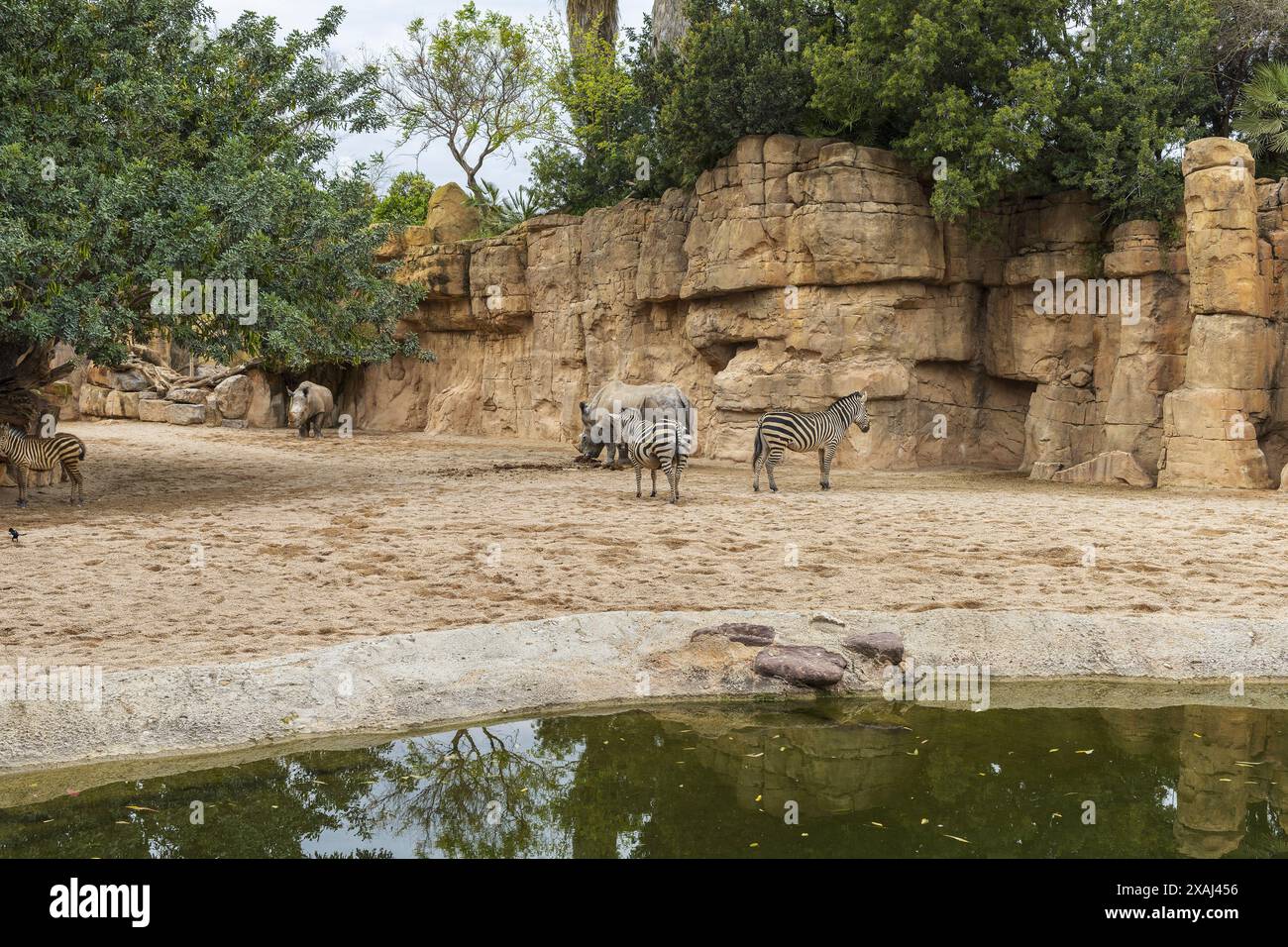 photo of a group of zebras and rhinoceroses in a natural landscape of ...