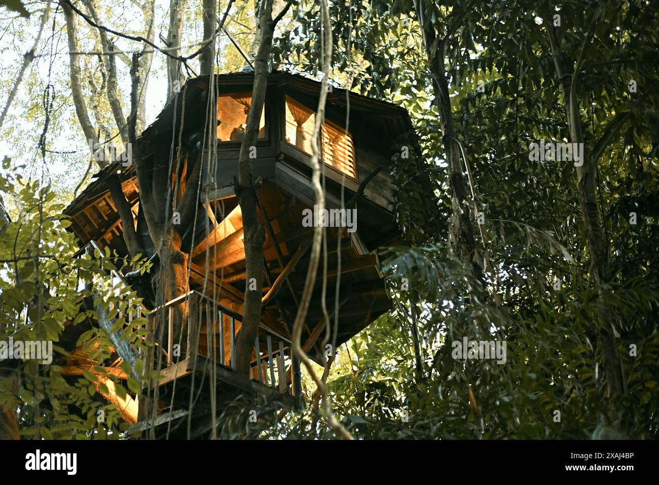 Wooden tree cabin in tropical forest Stock Photo - Alamy