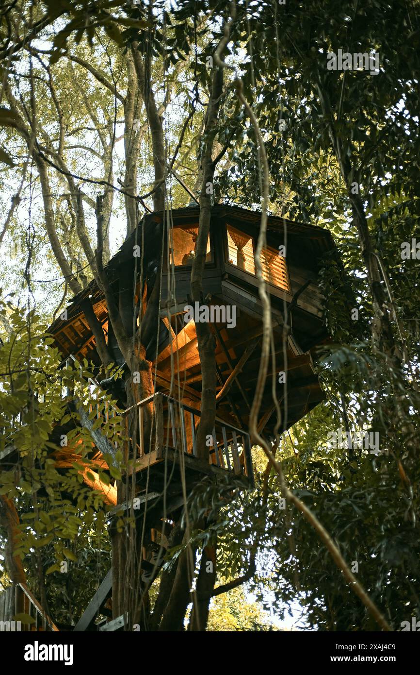 Wooden tree cabin in tropical forest Stock Photo - Alamy