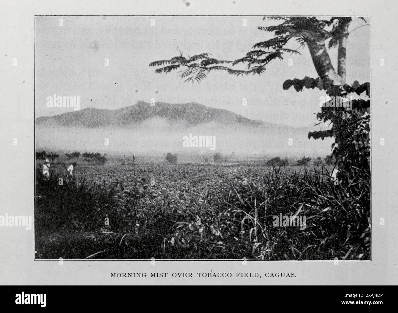 Historical tobacco crop hi-res stock photography and images - Alamy