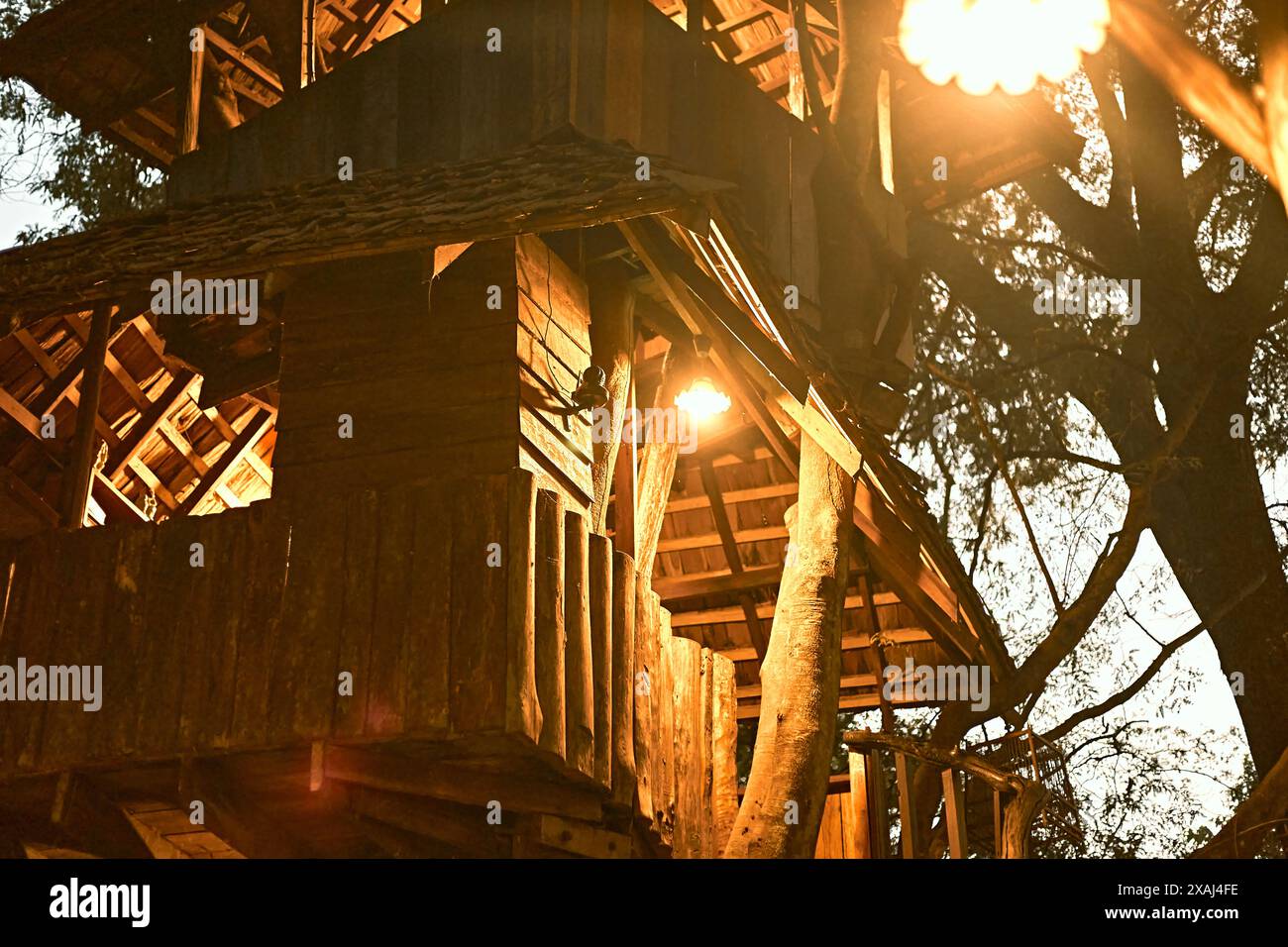 Wooden tree cabin in tropical forest Stock Photo - Alamy