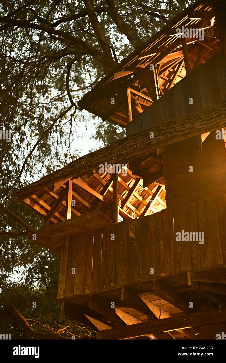 Wooden tree cabin in tropical forest Stock Photo - Alamy