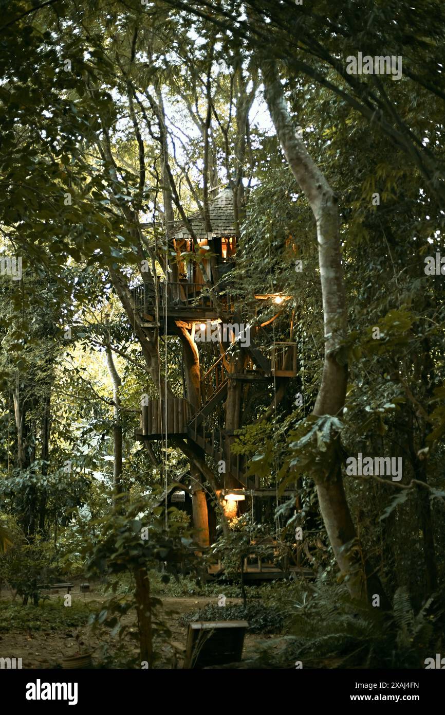 Wooden tree cabin in tropical forest Stock Photo - Alamy