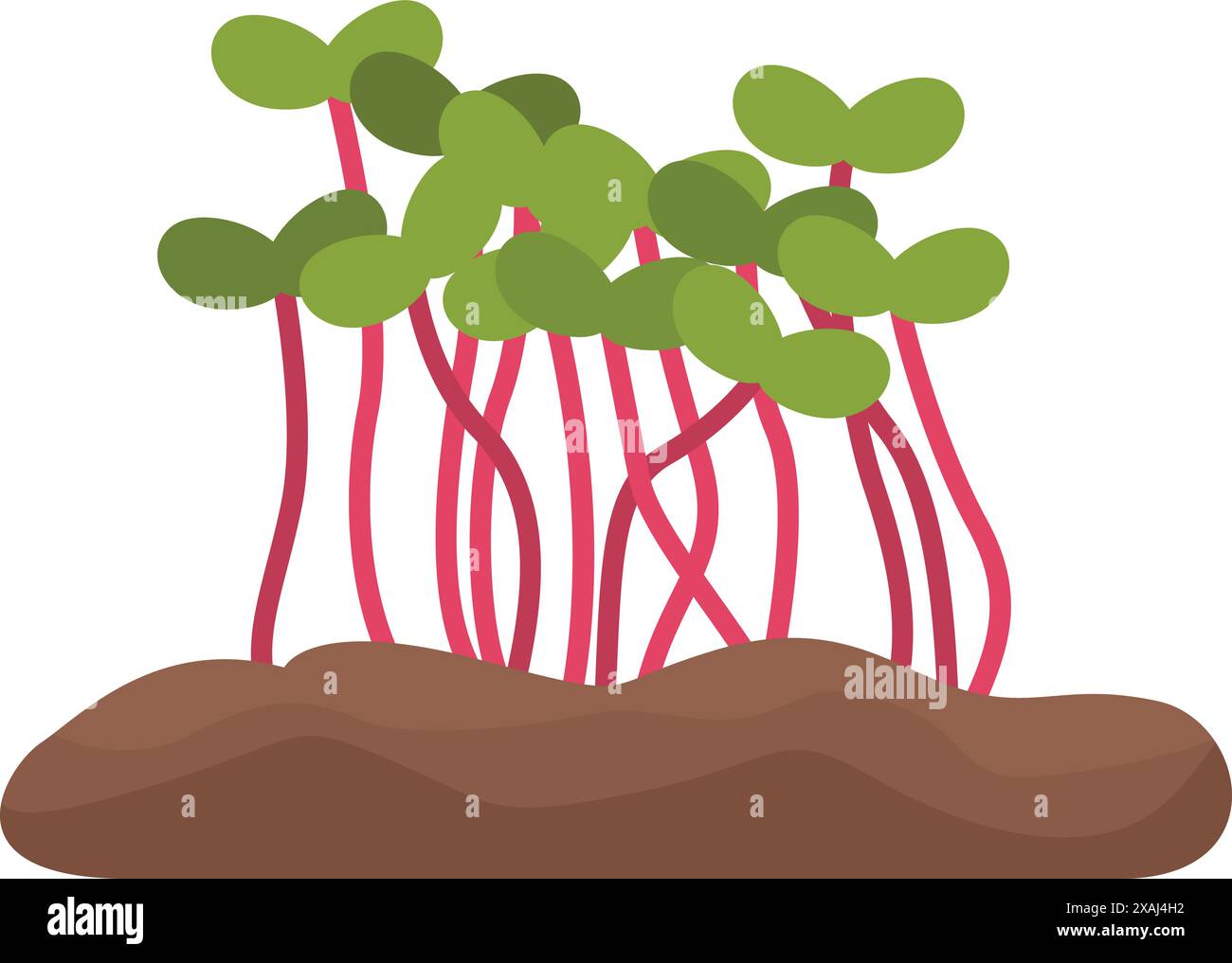 Young radish sprouts growing from ground hi-res stock photography and ...