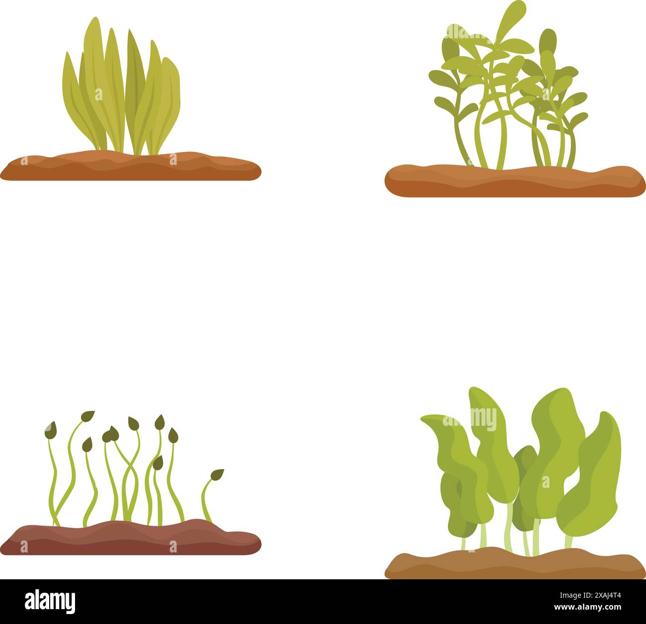 Four stages of plant growth from sprouting seedling to mature plant ...