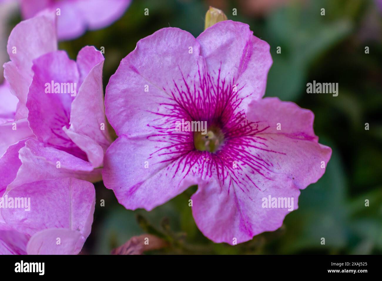 Single flower abstract hi-res stock photography and images - Alamy