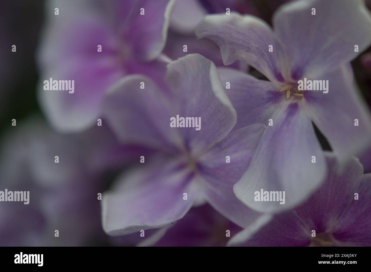 Purple Phlox flowers with white edges growing in a garden Stock Photo ...