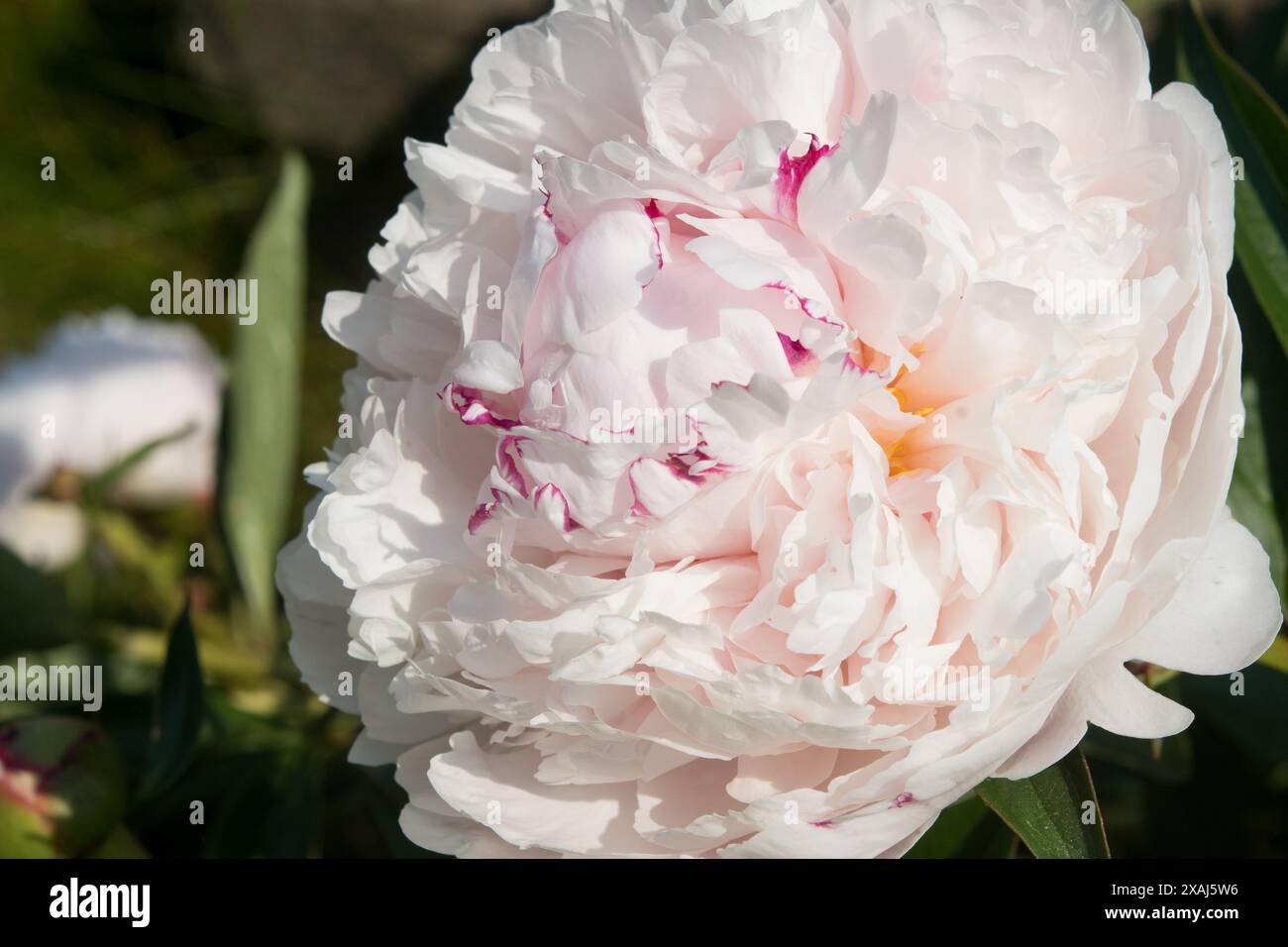 Close up of large peony blossom in bloom Stock Photo - Alamy