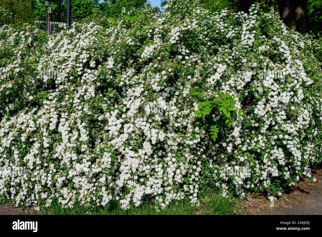 Spiraea nipponica snowmound hi-res stock photography and images - Alamy