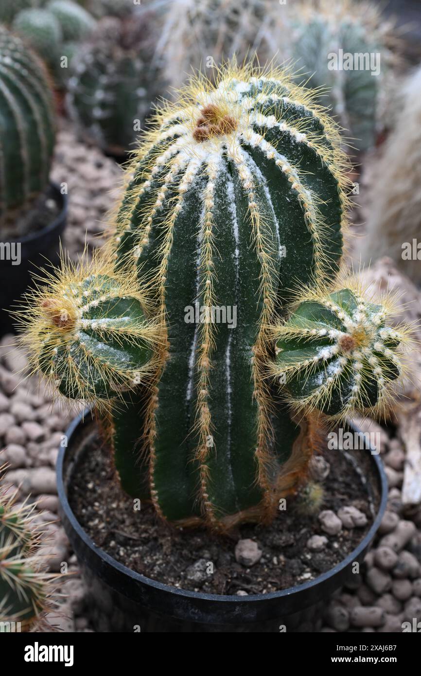 Preparation of a weekend exhibition of cacti of many sizes and shapes ...