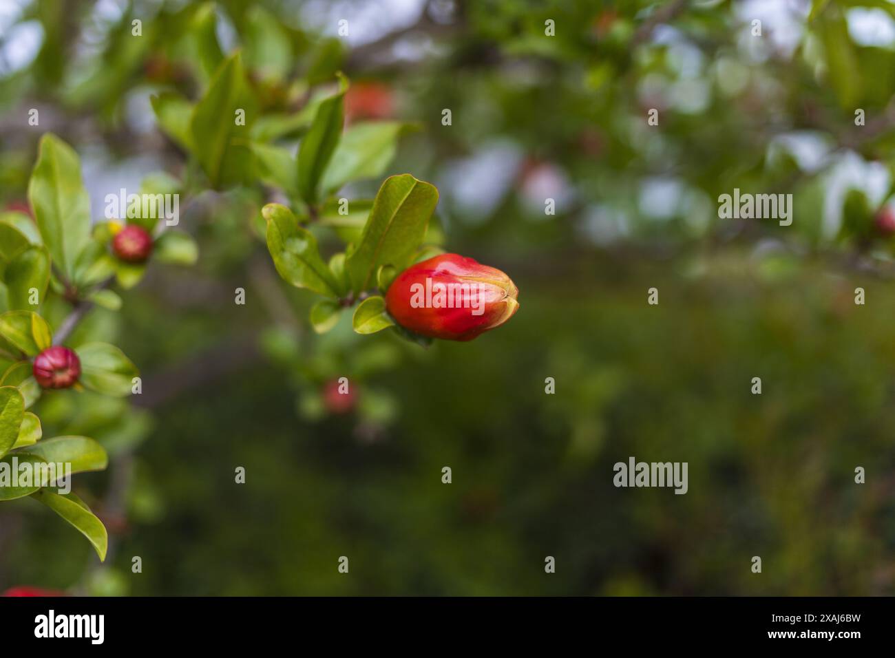 close-up photo of a Pomegranate tree flower on blurred greenery ...
