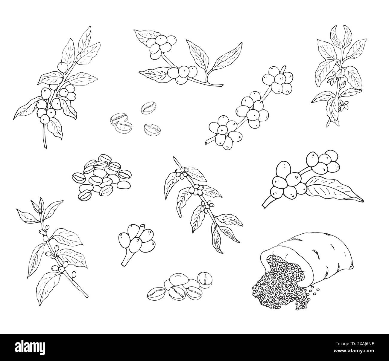 Hand-drawn coffee branches with leaves, beans, and beans in a bag ...