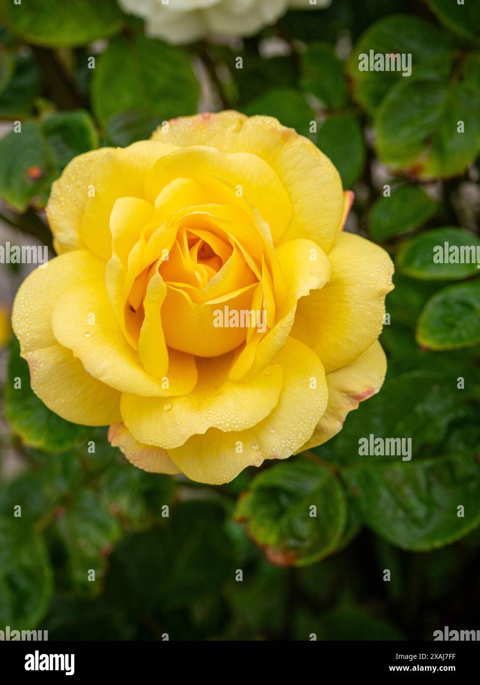Rosa ‘Graham Thomas. Also known as Ausmas, this popular climbing rose ...