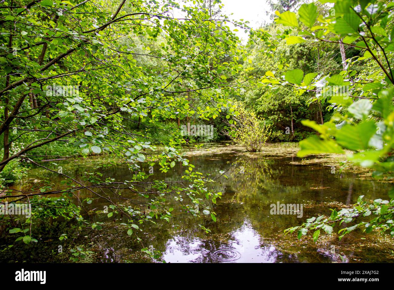 Dundee, Tayside, Scotland, UK. 7th June, 2024. UK weather: During June ...
