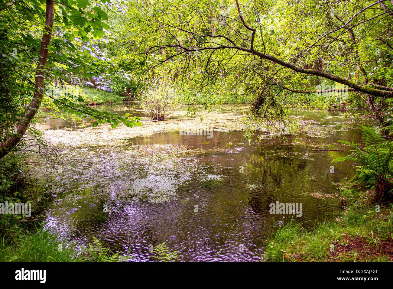 Dundee, Tayside, Scotland, UK. 7th June, 2024. UK weather: During June ...