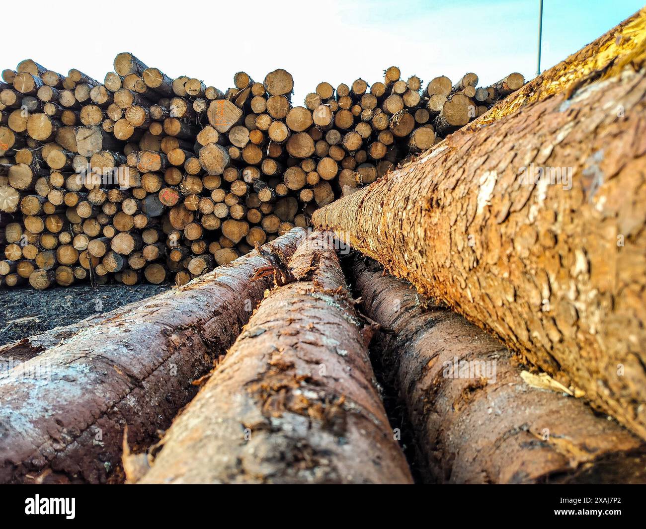 Pile of logs in perspective at lumber yard Stock Photo - Alamy