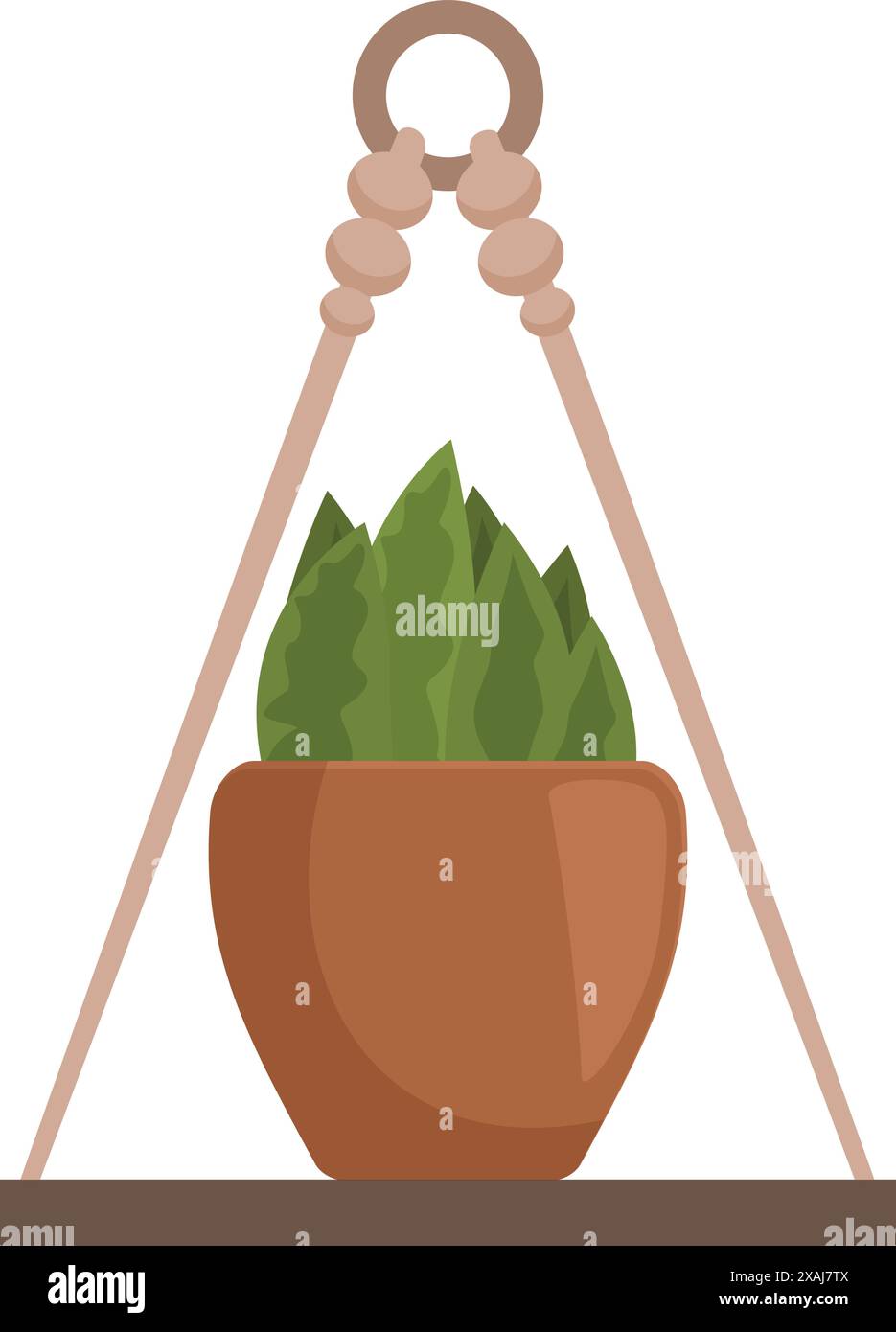 Green home plant is hanging from the ceiling with macrame on a wooden ...