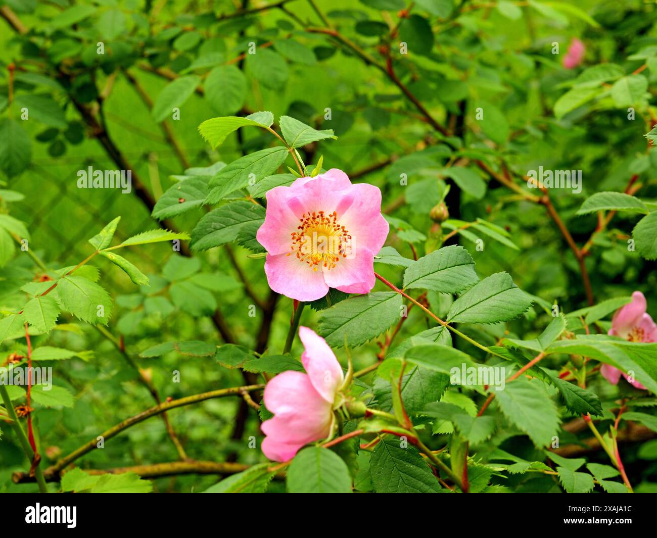 Landscape design tips hi-res stock photography and images - Alamy