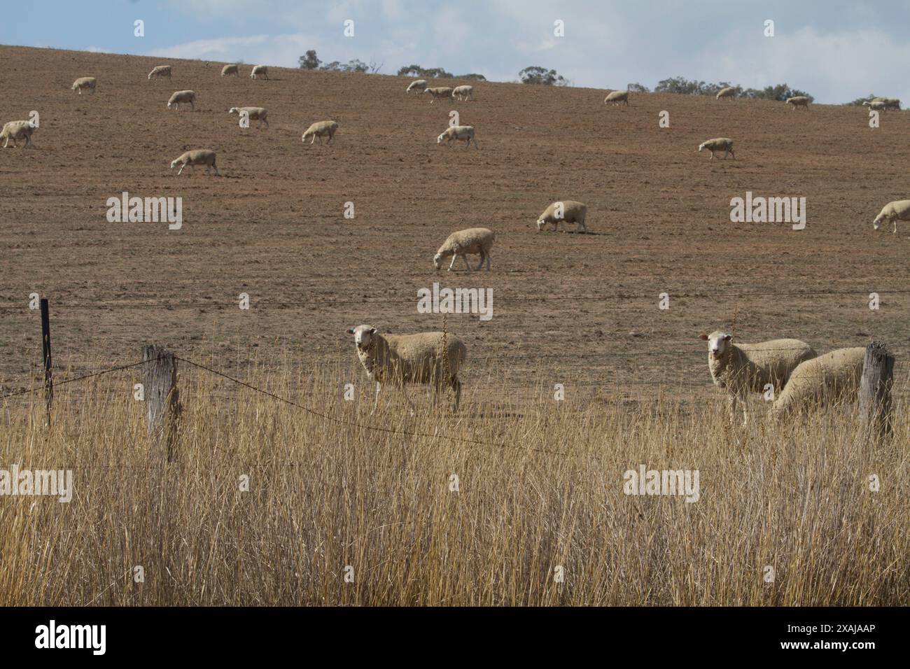 Sheep on farm in outback Australia Stock Photo - Alamy