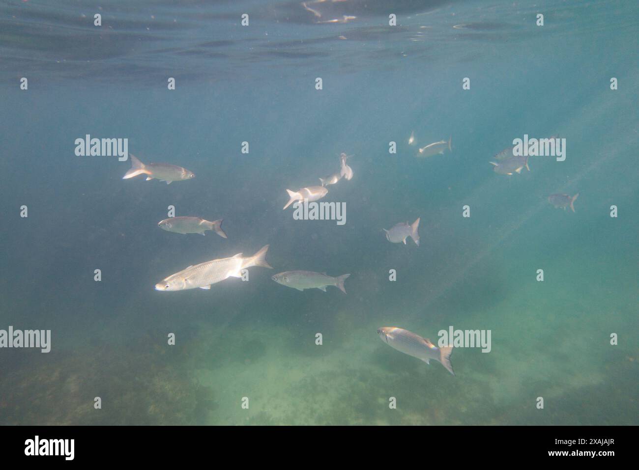 Sun light rays beaming into the blue green water and highlighting the ...