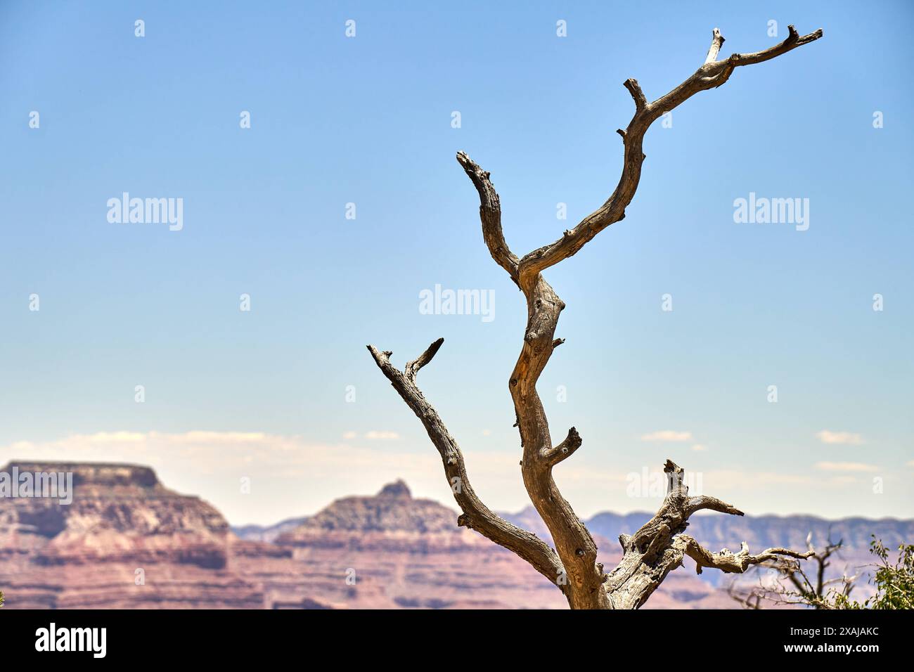 Arizona, United States of America - June 6, 2024: Dead tree in Grand ...