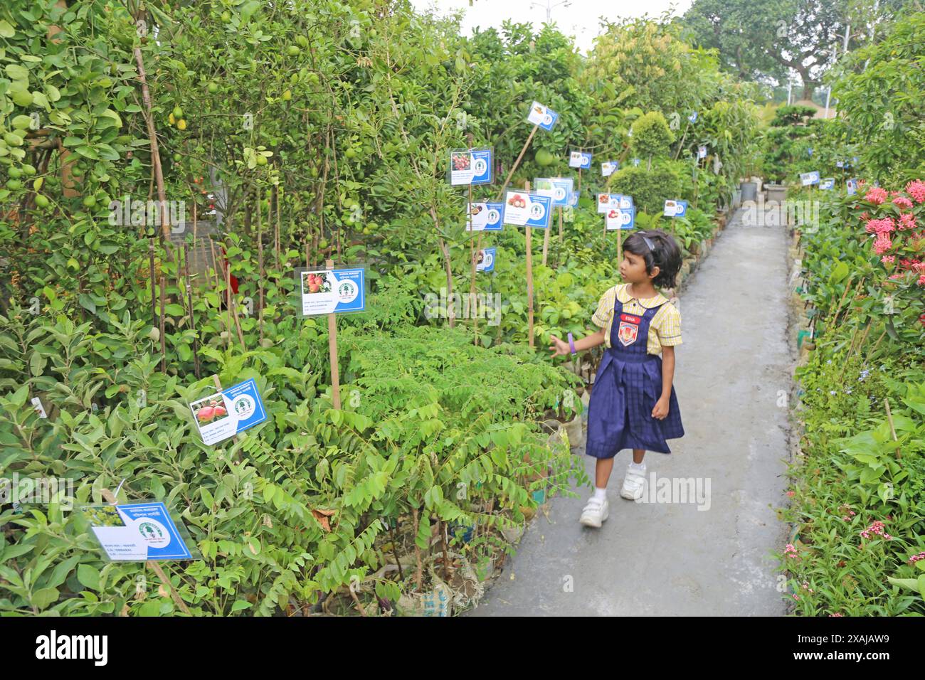 Dhaka. 7th June, 2024. A girl walks past plants at a national tree fair ...