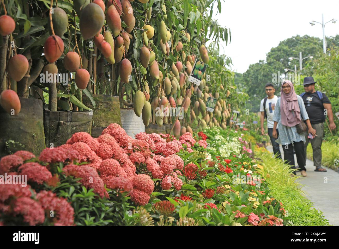 Dhaka. 7th June, 2024. People view plants at a national tree fair in ...