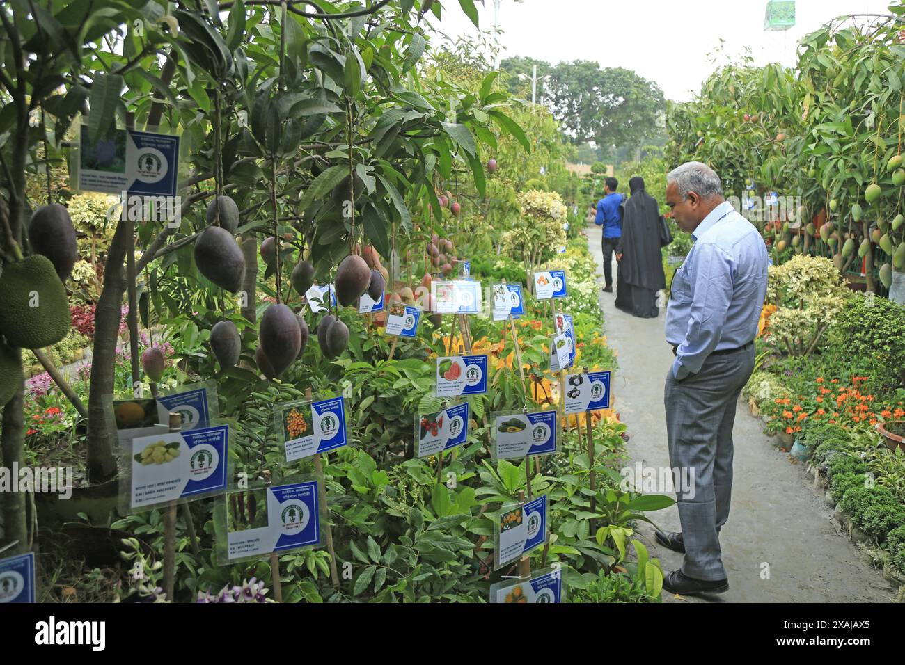 Dhaka. 7th June, 2024. People view plants at a national tree fair in ...