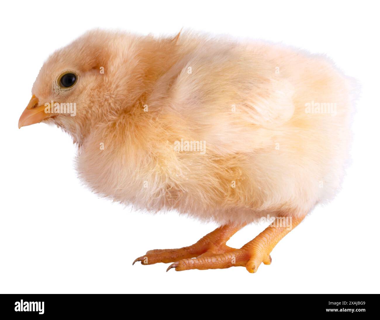 Bright buff Orpington chicken chick ready to run off to the left ...